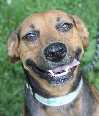 Waynesboro, VA - Black and Tan Coonhound/Labrador Retriever. Meet Sheva ...