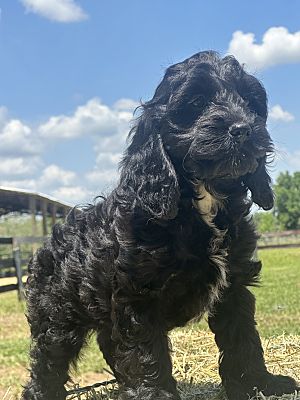 Orlando, FL - Poodle (Miniature)/Cockapoo. Meet Carebear a Pet for ...