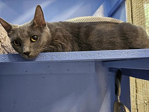 Savannah, GA - Russian Blue. Meet Wander a Pet for Adoption - AdoptaPet.com