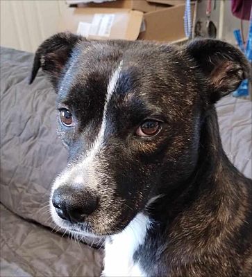 Richfield, MN - Boston Terrier/Border Collie. Meet Zuri a Pet for ...