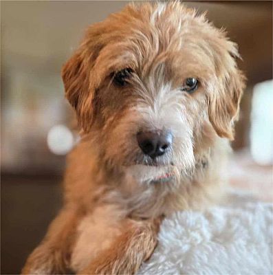 Hartford, CT - Norfolk Terrier/Maltese. Meet Addie a Pet for Adoption ...