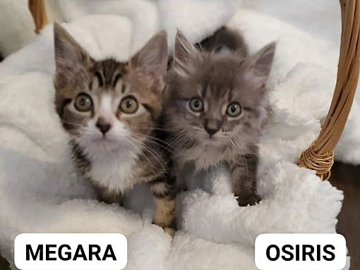 Bridgewater, NJ - Domestic Longhair. Meet Megara and Osiris a Pet for ...