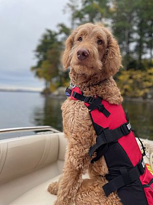 Harrison, NY - Goldendoodle. Meet Austin a Pet for Adoption - AdoptaPet.com