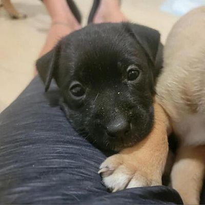 Cumberland, RI - Terrier (Unknown Type, Small)/Labrador Retriever. Meet ...