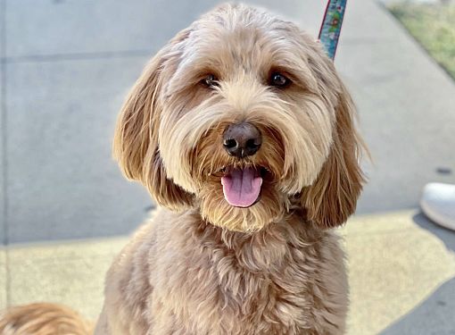 West Hollywood, CA - Goldendoodle. Meet Bentley a Pet for Adoption ...