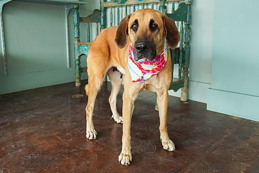 San Antonio, TX - Bloodhound. Meet Flow Mama a Pet for Adoption ...
