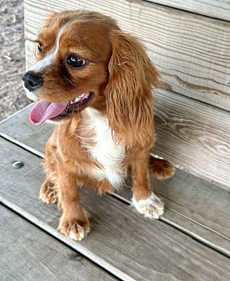 West Bloomfield, MI - Cavalier King Charles Spaniel. Meet Coco a Pet ...