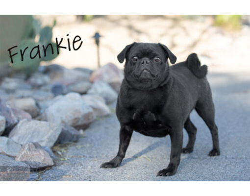 Scottsdale, AZ - Pug/Mixed Breed (Medium). Meet Frankie (BONDED WITH ...