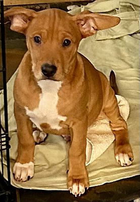 Columbus, OH - Beagle/Boxer. Meet GLOOPE💙 a Pet for Adoption ...