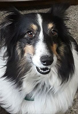 Mission, KS - Sheltie, Shetland Sheepdog. Meet Phoebe a Pet for ...