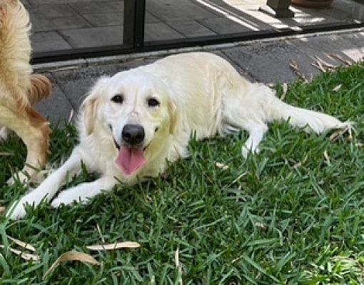 Fern Park, FL - Golden Retriever. Meet Starlight a Pet for Adoption ...