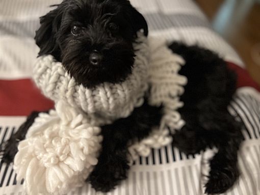 Geneva, NY - Yorkie Poo. Meet Sassy a Pet for Adoption - AdoptaPet.com