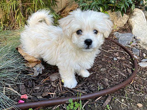 Thousand Oaks, CA - Shih Poo/Terrier (Unknown Type, Small). Meet Stevie ...
