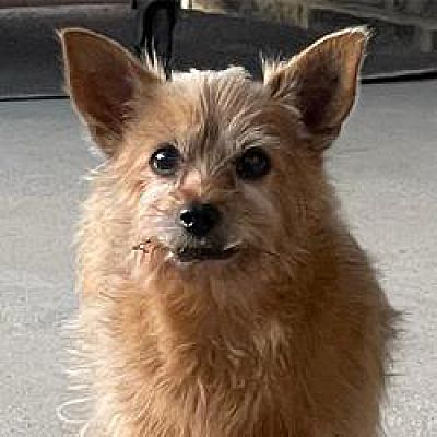 Leander, TX - Yorkie, Yorkshire Terrier. Meet Tilly a Pet for Adoption ...
