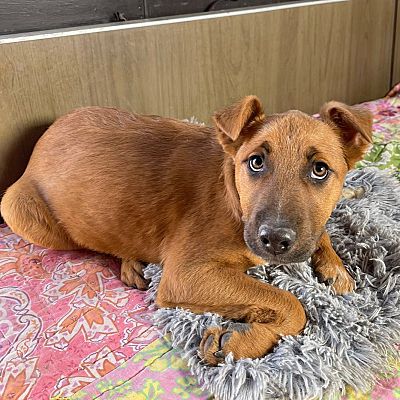 Camas, WA - Rhodesian Ridgeback/Mixed Breed (Medium). Meet Brauny a Pet ...