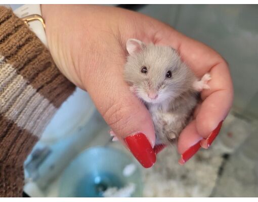 Moreno Valley, CA - Hamster. Meet A534907 a Pet for Adoption ...