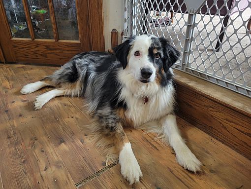 Minneapolis, MN - Australian Shepherd. Meet Stanley a Pet for Adoption ...