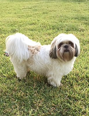 Houston, TX - Lhasa Apso. Meet Goyo a Pet for Adoption - AdoptaPet.com
