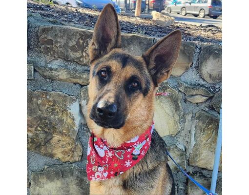 Pittsburgh, PA - German Shepherd Dog. Meet Samson GSD JuM a Pet for ...