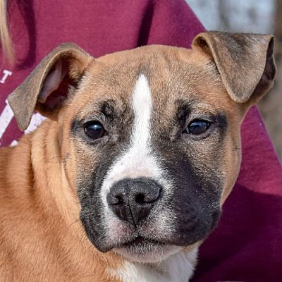 Huntley, IL - Boxer/American Staffordshire Terrier. Meet Jude a Pet for ...