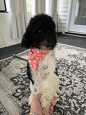 Mobile, AL - Labradoodle. Meet Pepper a Pet for Adoption - AdoptaPet.com