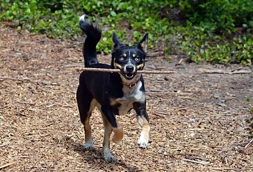 Coupeville, WA - Australian Shepherd/Husky. Meet Yuki a Pet for ...