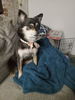 Memphis, TN - Papillon/Terrier (Unknown Type, Small). Meet Pepper a Pet ...