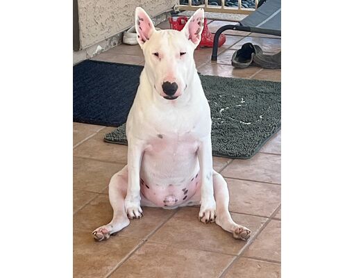 Chandler, AZ - Bull Terrier. Meet Guido a Pet for Adoption - AdoptaPet.com