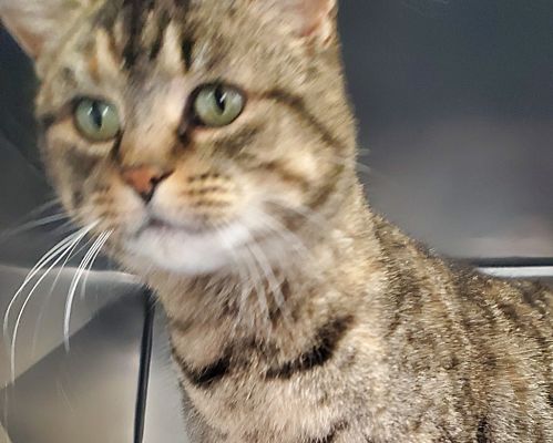 Angola, IN - Domestic Shorthair. Meet Thelma Lou a Pet for Adoption ...