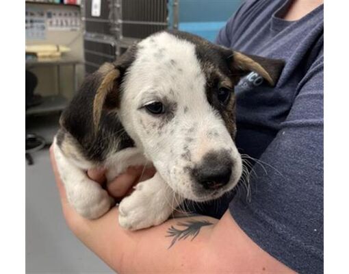 Waco, TX - Catahoula Leopard Dog. Meet ELISEO a Pet for Adoption ...