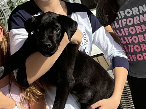 Dana Point, CA - Labrador Retriever. Meet Dodger a Pet for Adoption ...