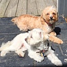 Maltere Puppies - Maltese Rescue and Adoption Near You