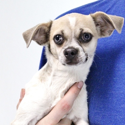 Medford, OR - Mixed Breed (Small). Meet Baby Ruth a Pet for Adoption ...