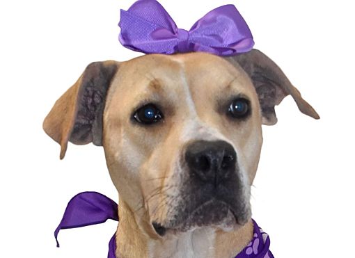 Springfield, OH - Labrador Retriever. Meet Goldie a Pet for Adoption ...