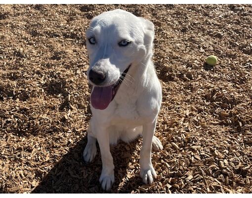 Albuquerque, NM - Husky. Meet CLICKER a Pet for Adoption - AdoptaPet.com