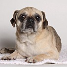 Pug Puppies - Pug Rescue and Adoption Near You