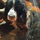 Cocker Spaniel Puppies - Rescue and Adoption Near You