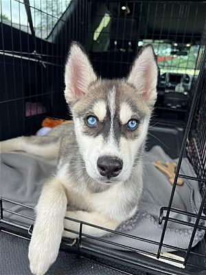 Bothell, WA - Husky. Meet Aspen a Pet for Adoption - AdoptaPet.com