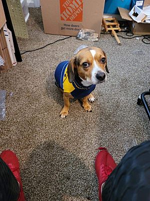 New Bern, NC - Beagle. Meet Roman a Pet for Adoption - AdoptaPet.com