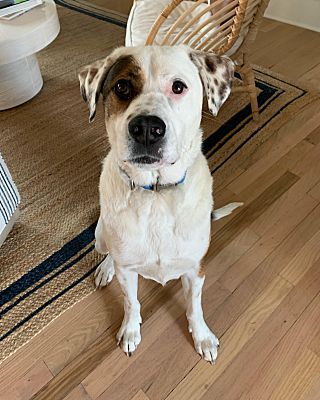Bedford Hills, NY - Great Pyrenees. Meet Boone is the best! a Pet for ...