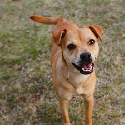 Cumberland, RI - Whippet/Terrier (Unknown Type, Small). Meet Harley a ...