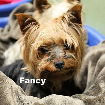 Escanaba, MI - Yorkie, Yorkshire Terrier. Meet Fancy 23659 a Pet for ...