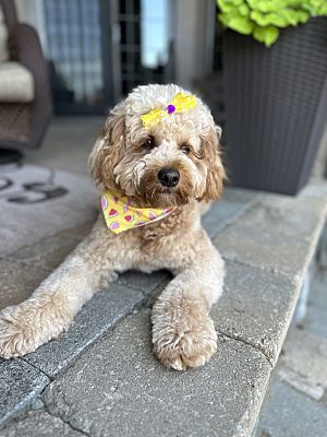 Bradenton, FL - Goldendoodle. Meet Mila a Pet for Adoption - AdoptaPet.com