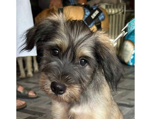 Phoenix, MD - Golden Retriever/German Shepherd Dog. Meet Colin a Pet ...