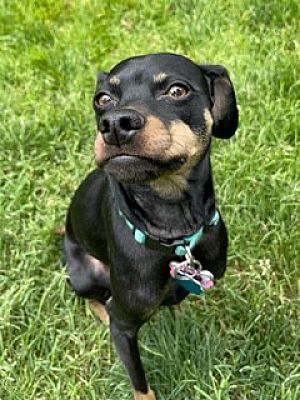 Sacramento, CA - Miniature Pinscher/Pug. Meet Sadie a Pet for Adoption ...