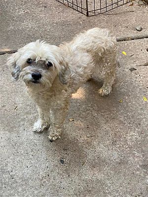 Buffalo, NY - Lhasa Apso/Poodle (Miniature). Meet Kami a Pet for ...