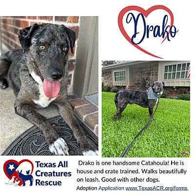 Alvarado, TX - Catahoula Leopard Dog/Labrador Retriever. Meet Drako a ...