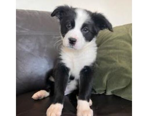 Shawnee, KS - Mixed Breed (Medium). Meet Oliver a Pet for Adoption ...