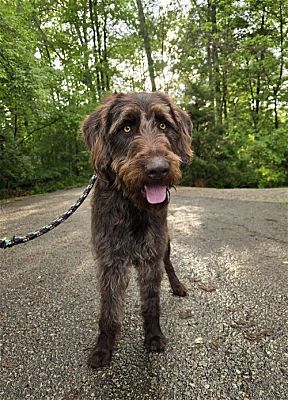 Columbus, IN - Labrador Retriever/Wirehaired Pointing Griffon. Meet Leo ...