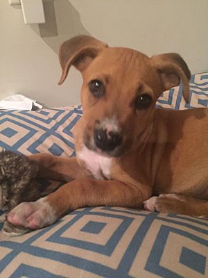 North East, FL - Boxer. Meet Eli a Pet for Adoption - AdoptaPet.com